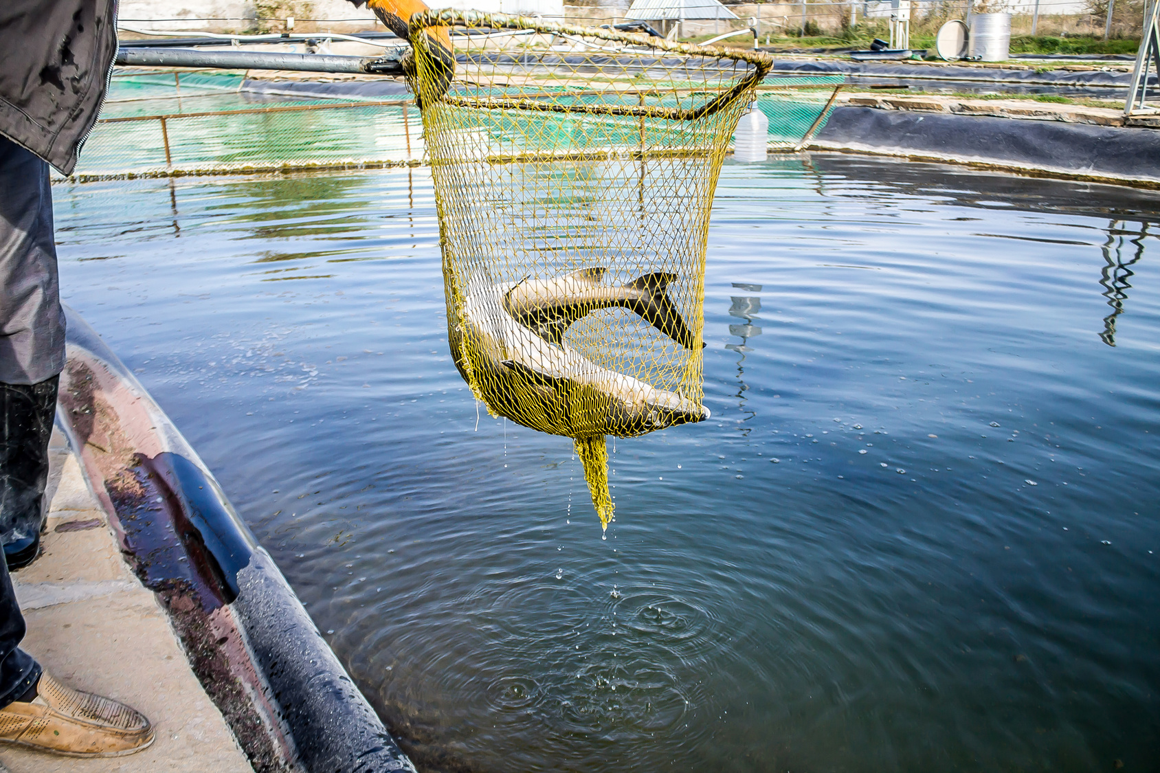 Le site de promotion des métiers de la pisciculture "Pisciculteurs de ...